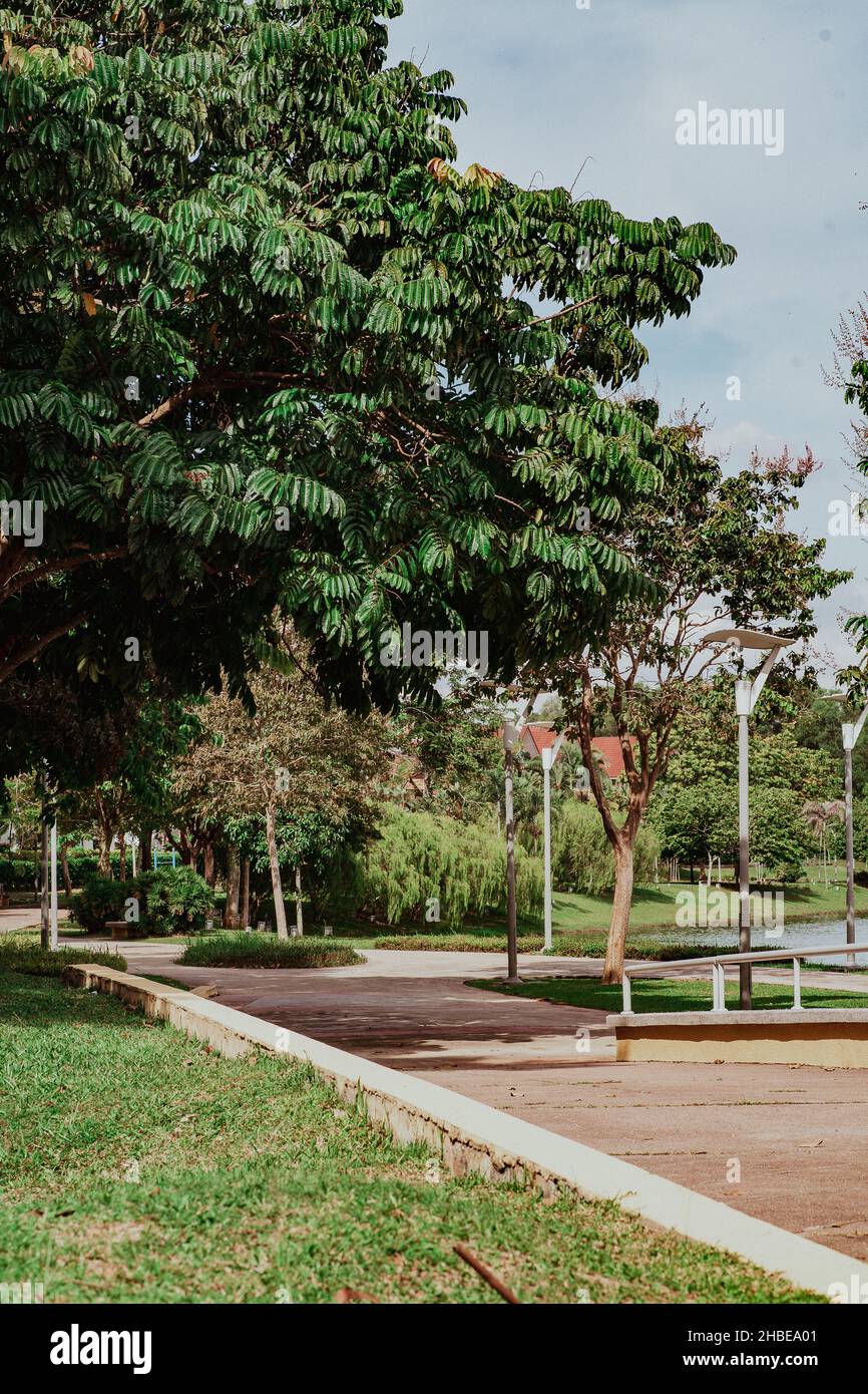 Jogging track with beautiful trees and bushes near the lake's landscape ...
