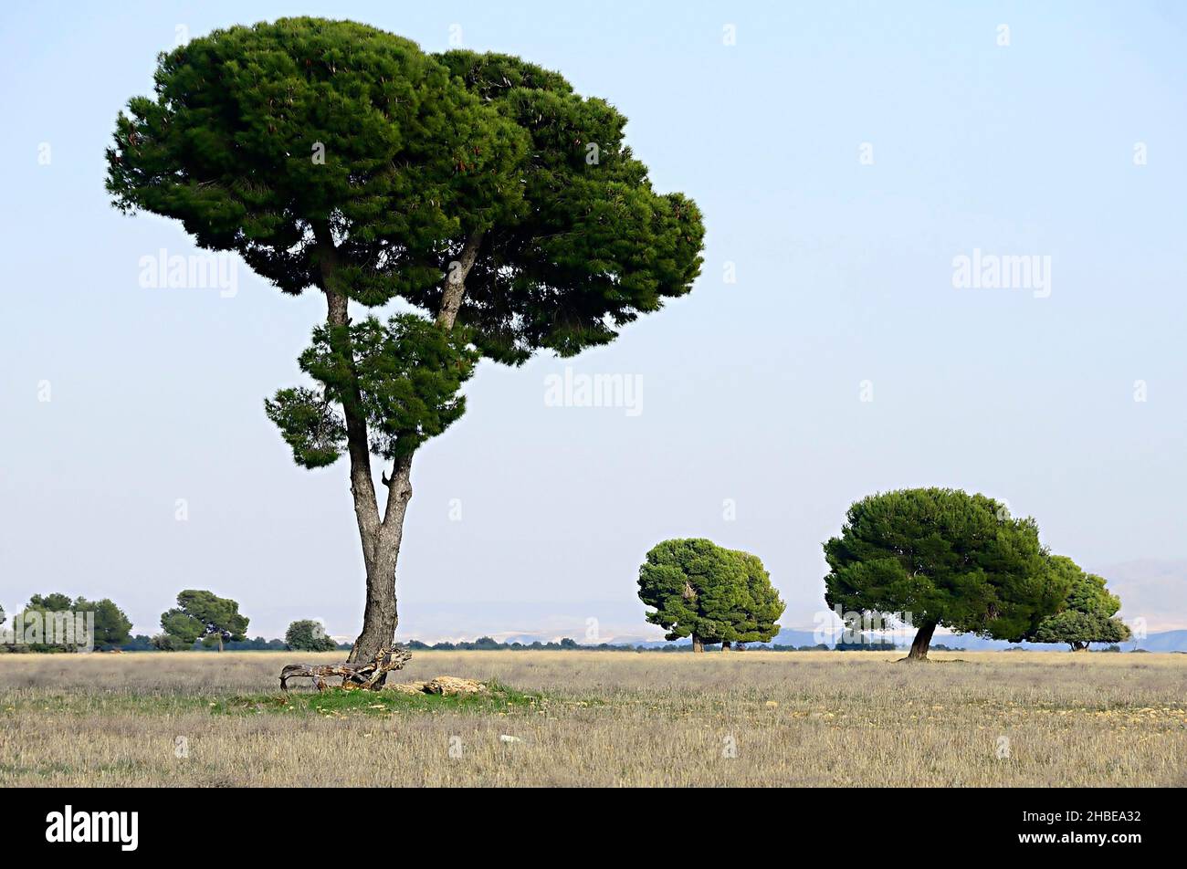 A tree is a plant with a woody stem that branches off at a certain ...
