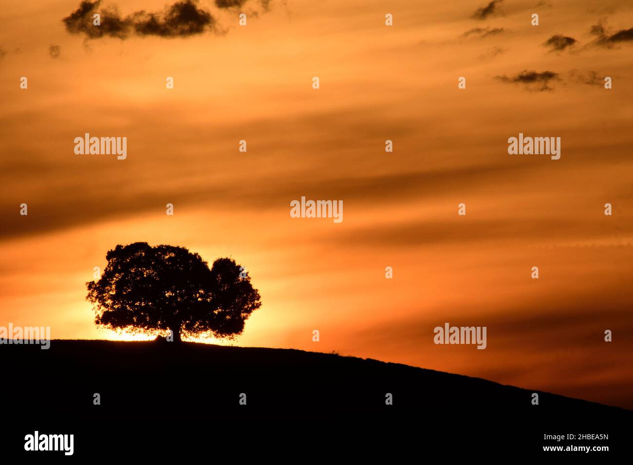 A tree is a plant with a woody stem that branches off at a certain ...