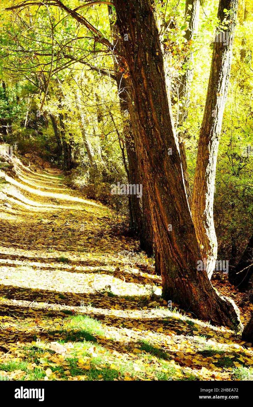 A tree is a plant with a woody stem that branches off at a certain ...