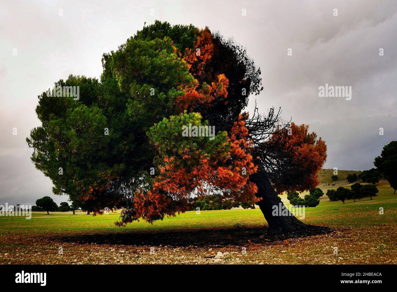 A tree is a plant with a woody stem that branches off at a certain ...
