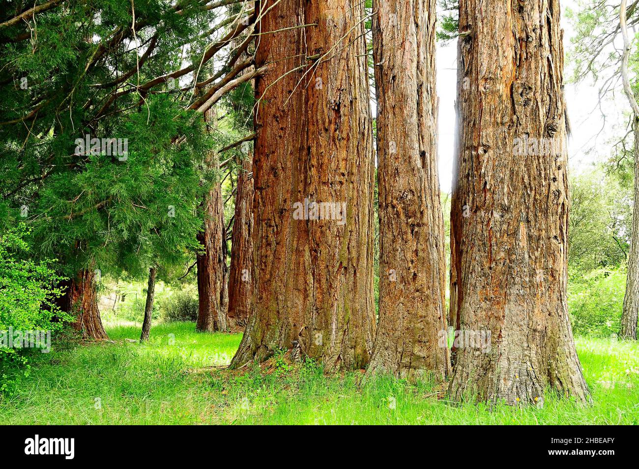 A tree is a plant with a woody stem that branches off at a certain ...