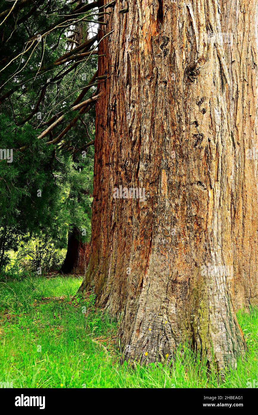 A tree is a plant with a woody stem that branches off at a certain ...