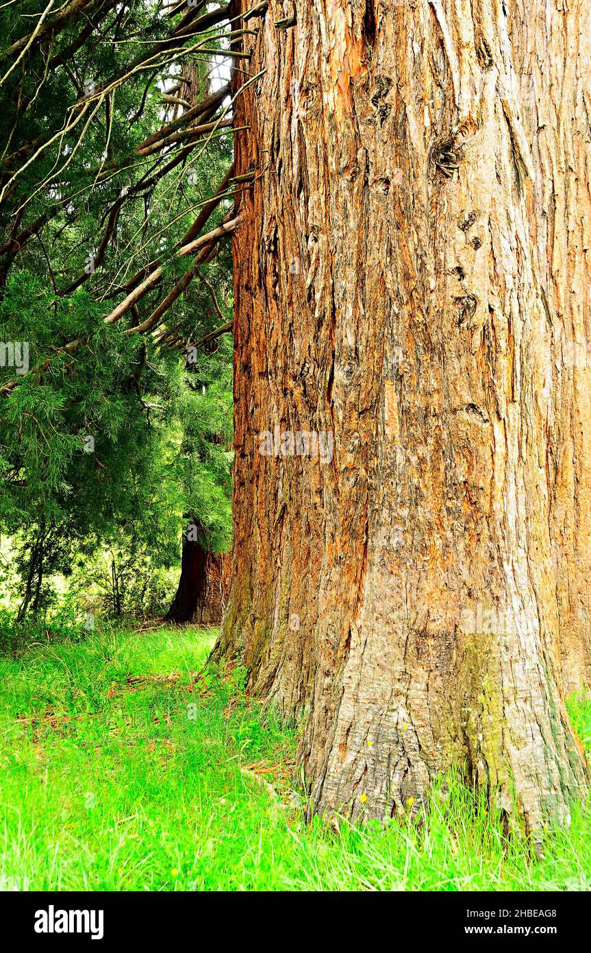 A tree is a plant with a woody stem that branches off at a certain ...