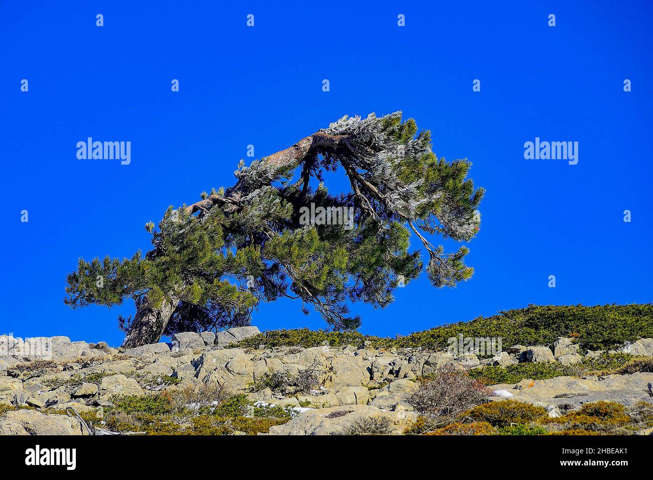 A tree is a plant with a woody stem that branches off at a certain ...