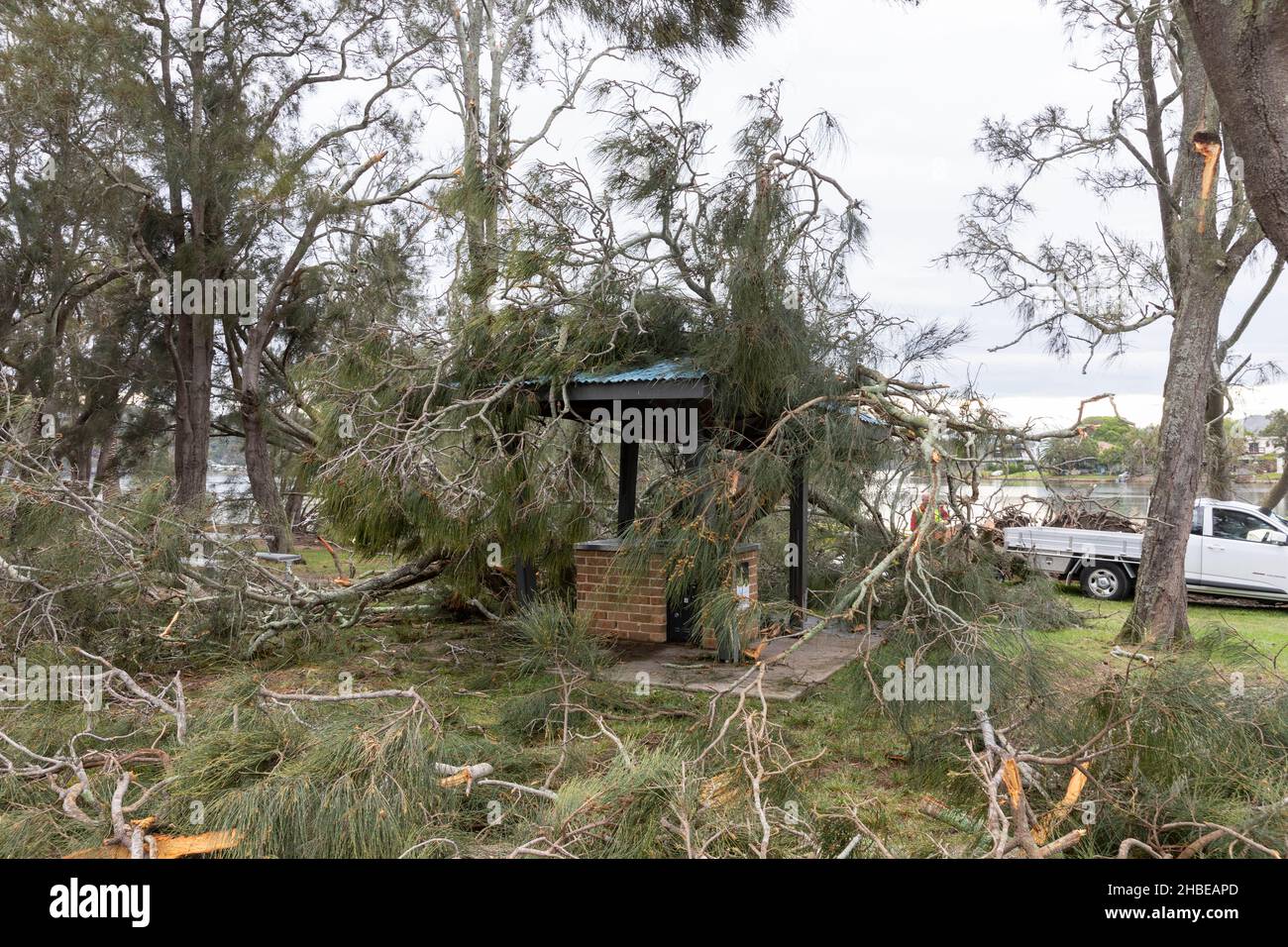 Wild Sydney storms bring down trees and power lines across Sydney ...