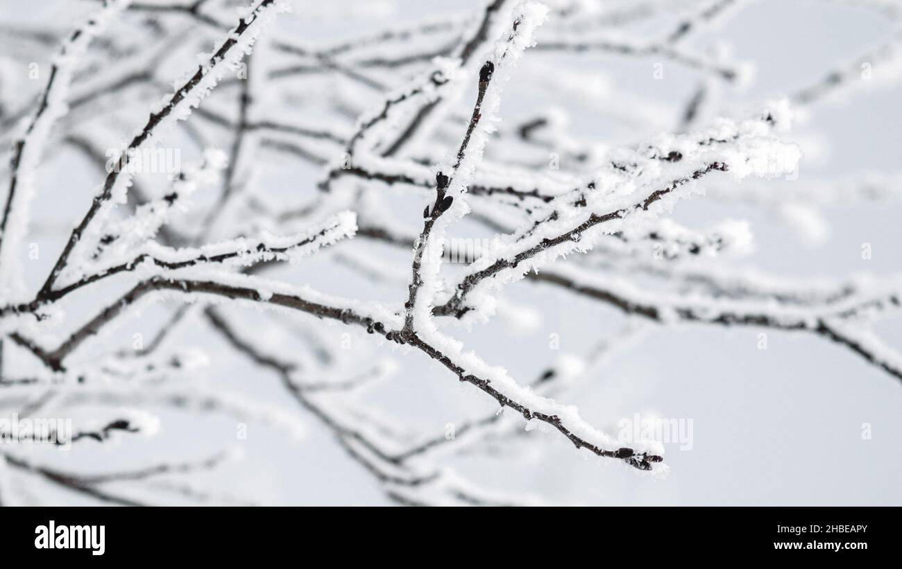 Tree branches in snow on frosty winter day, nature backgrounds Stock ...