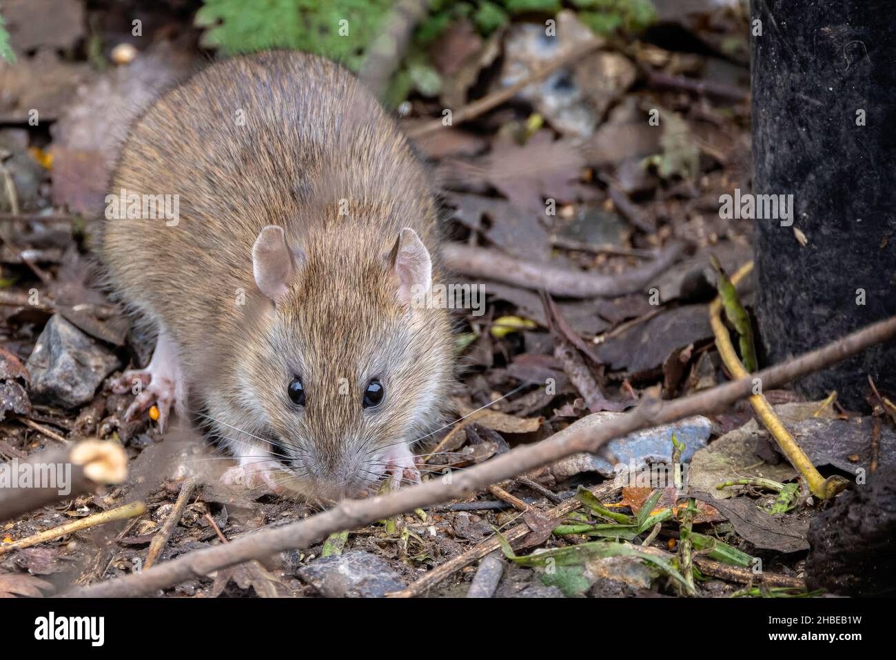 Rat Looking At Camera High Resolution Stock Photography and Images - Alamy