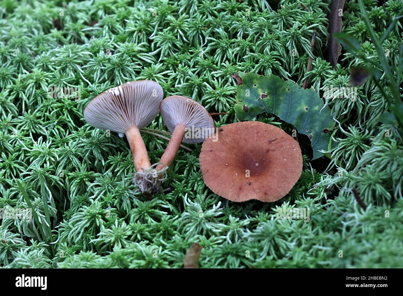 Lactarius tabidus, known as the Birch Milkcap, mushrooms from Finland ...