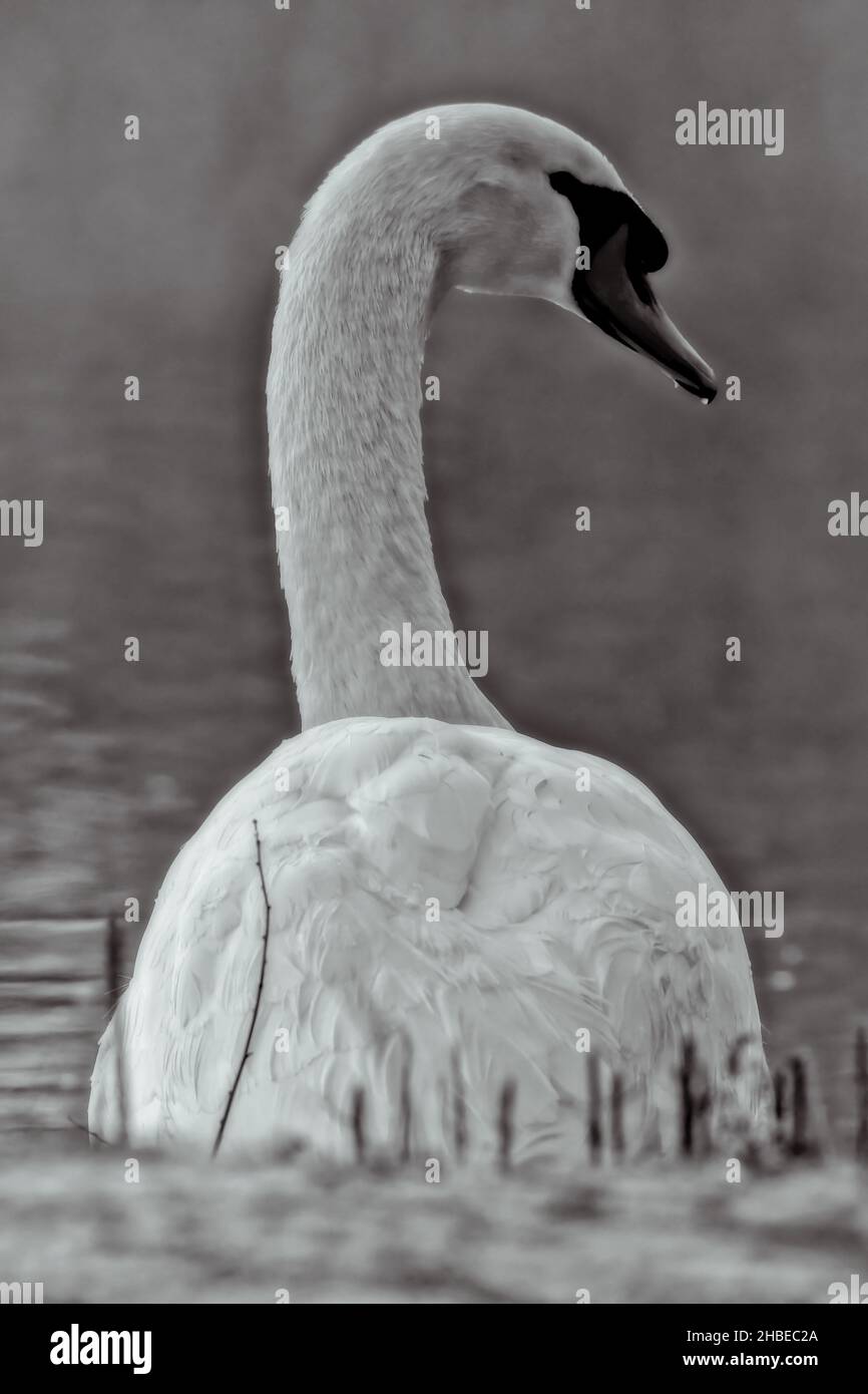A grayscale vertical shot of a white swan in the lake Stock Photo - Alamy