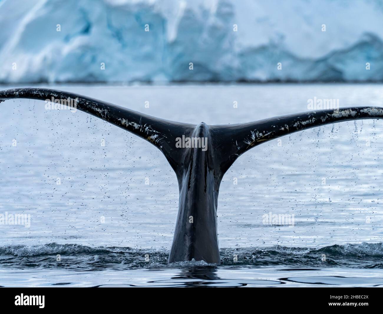 Humpback whale, Megaptera novaeangliae, feeding along the Gerlache ...