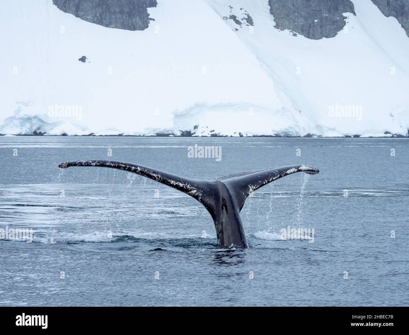 Humpback whale, Megaptera novaeangliae, feeding along the Gerlache ...