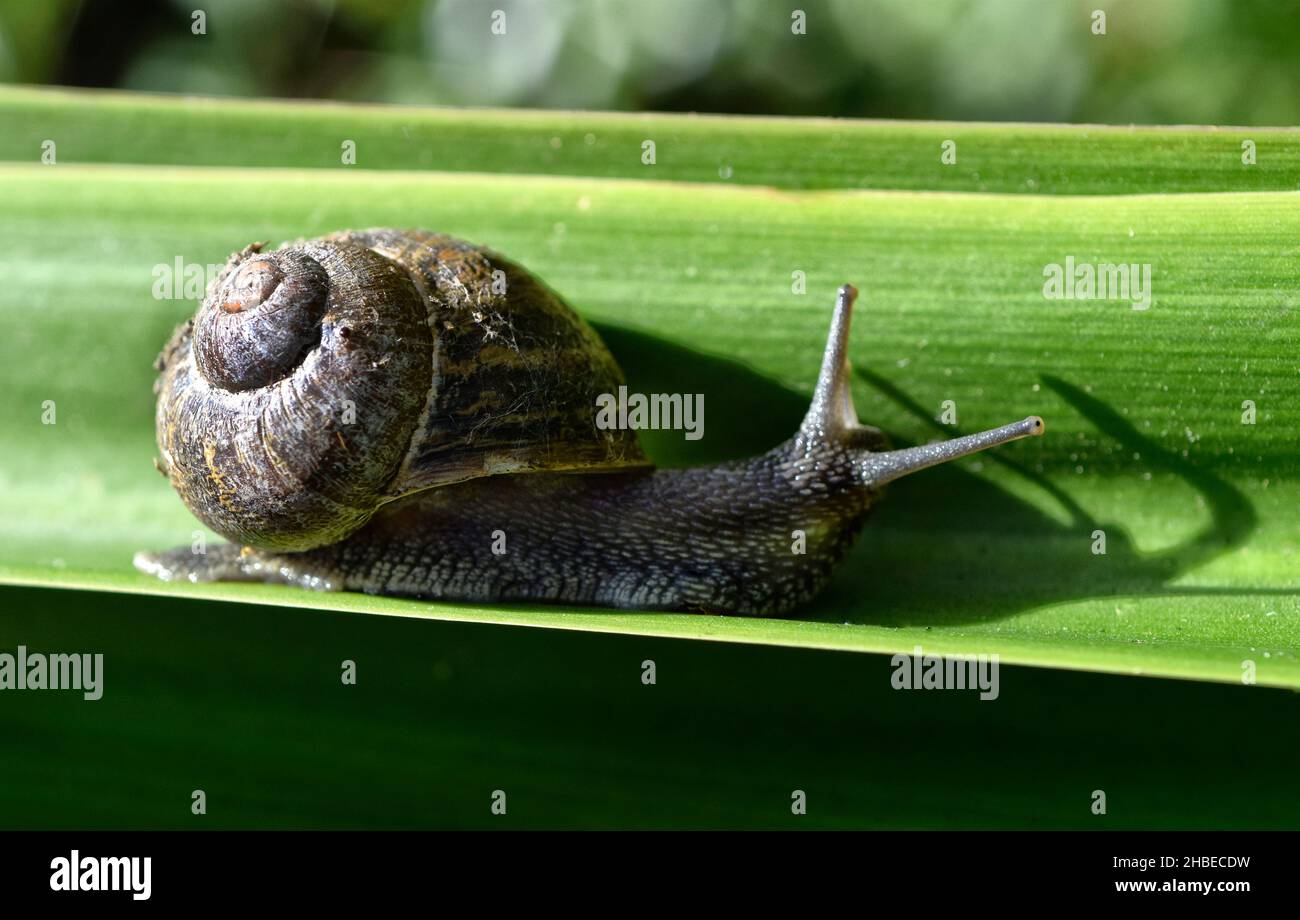 common garden snail, england Stock Photo - Alamy