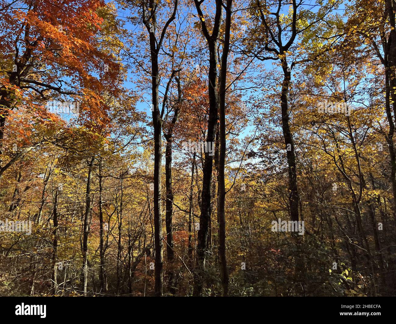 Beautiful shot growing trees hi-res stock photography and images - Alamy