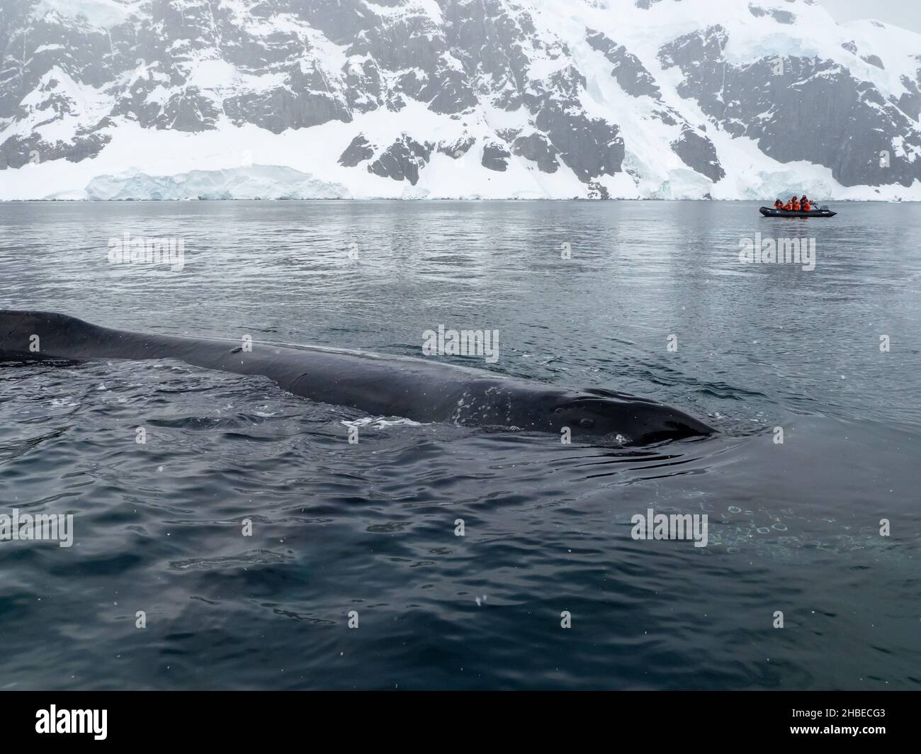 Humpback whale, Megaptera novaeangliae, feeding along the Gerlache ...