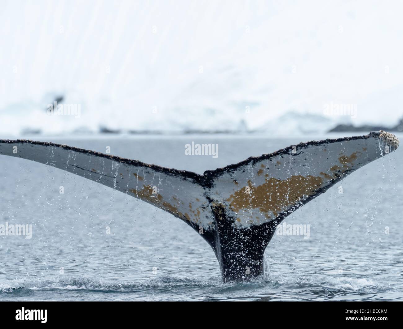 Humpback whale, Megaptera novaeangliae, feeding along the Gerlache ...