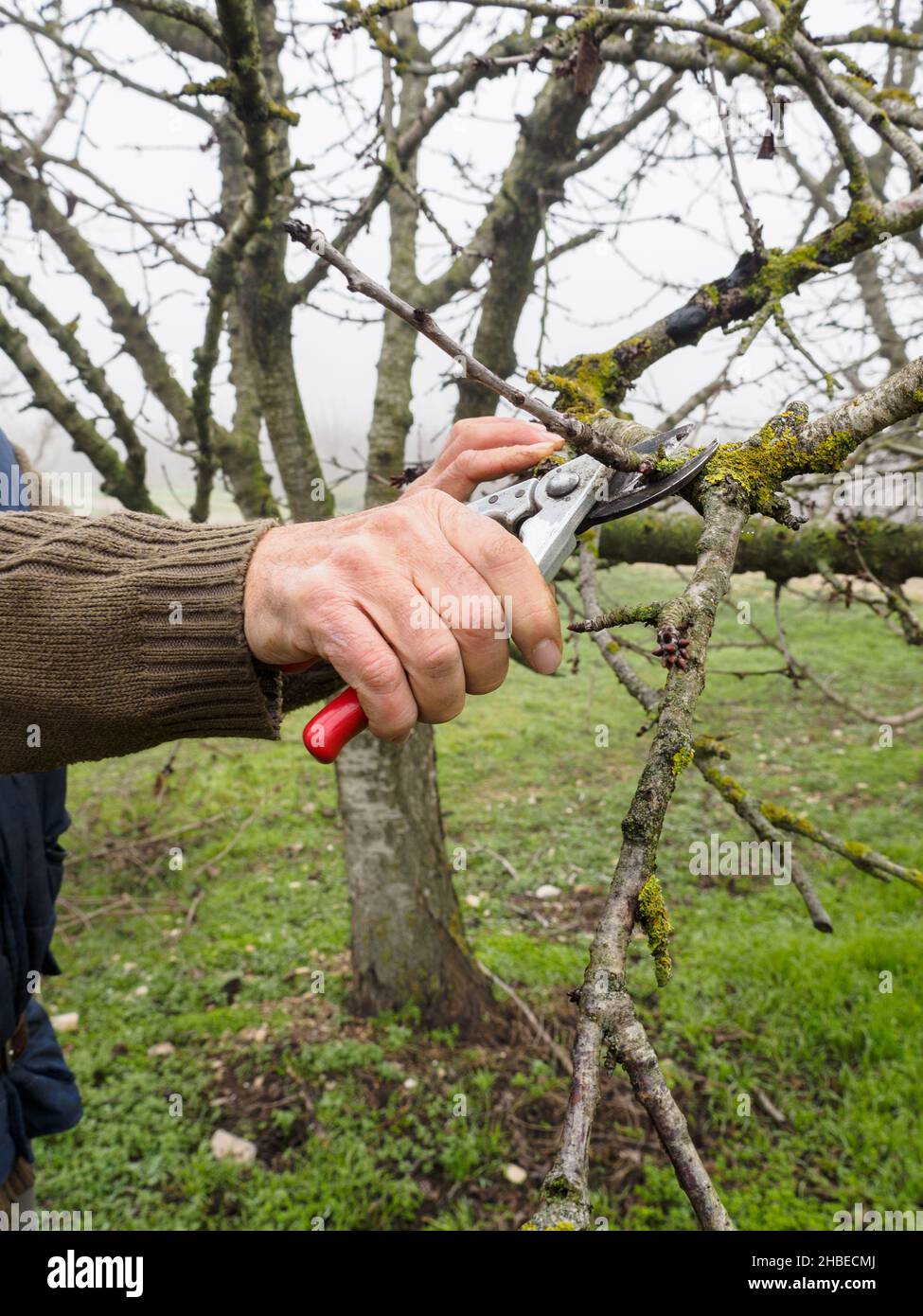 A vertical shot of a hand using a pruning tool for the selective ...