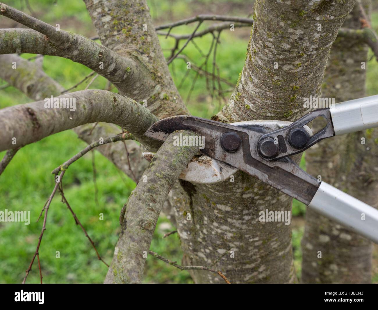 A pruning tool for the selective removal of a tree branch Stock Photo ...