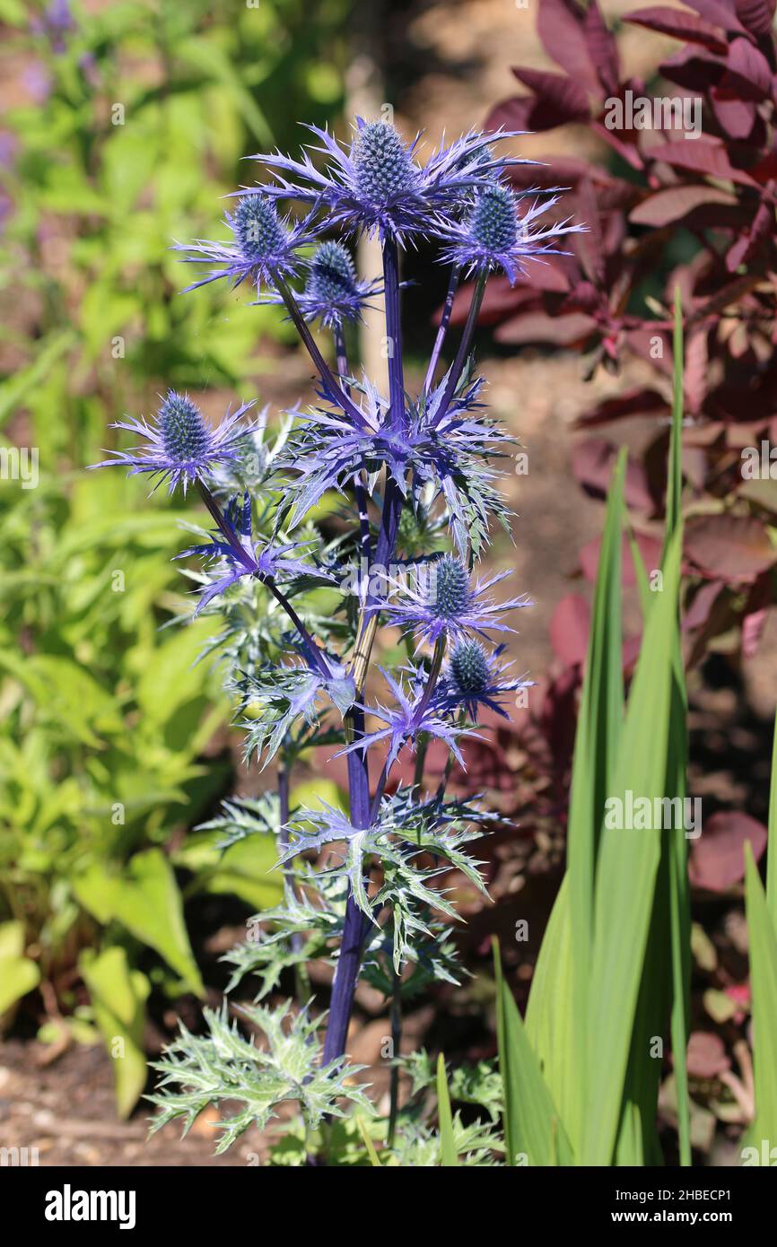Purple ornamental sea holly, Eryngium of unknown species and variety ...