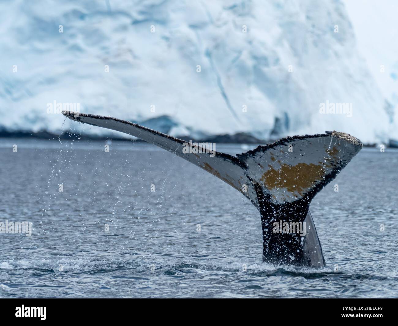 Humpback whale, Megaptera novaeangliae, feeding along the Gerlache ...