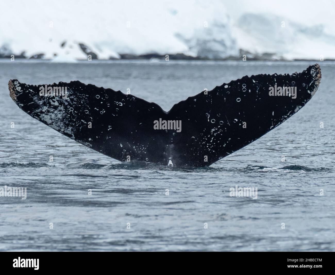 Humpback whale, Megaptera novaeangliae, feeding along the Gerlache ...