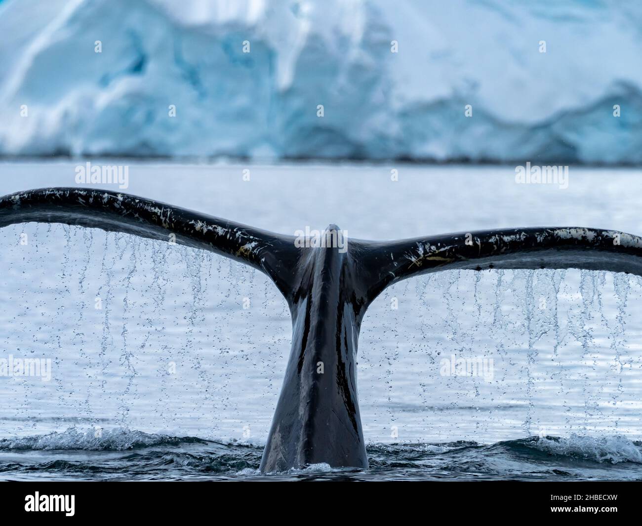 Humpback whale, Megaptera novaeangliae, feeding along the Gerlache ...