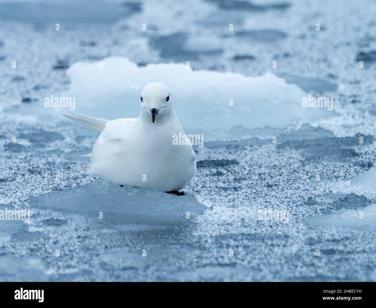 Snow petrels, Pagodroma nivea, roosting on ice in Flanders Bay along ...