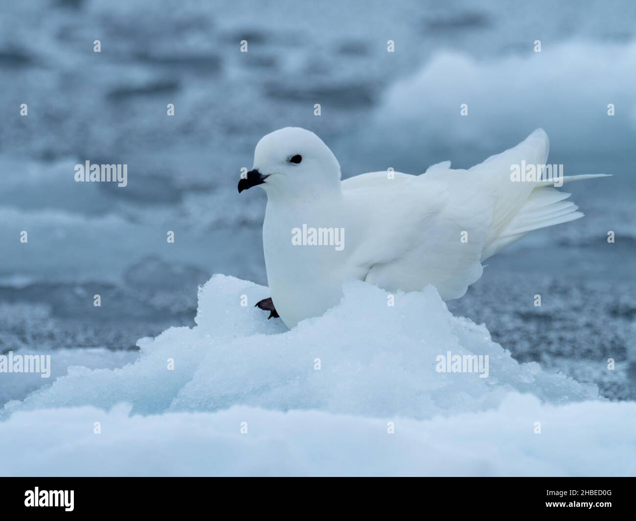 Snow petrels, Pagodroma nivea, roosting on ice in Flanders Bay along ...