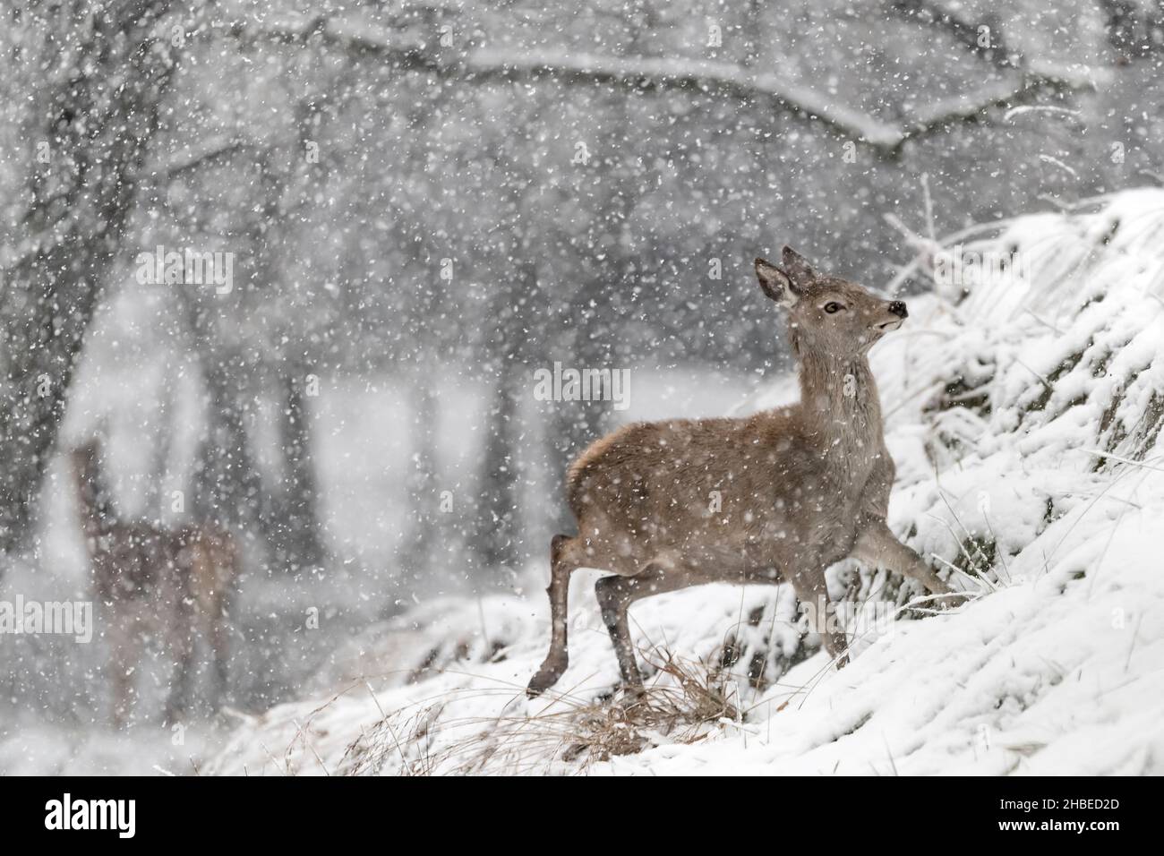 Young deer in the wild Alps (Cervus elaphus Stock Photo - Alamy