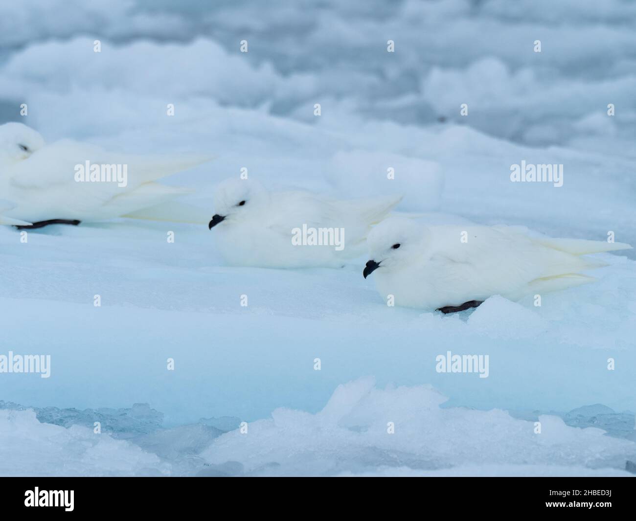 Snow petrels, Pagodroma nivea, roosting on ice along the Antarctic ...