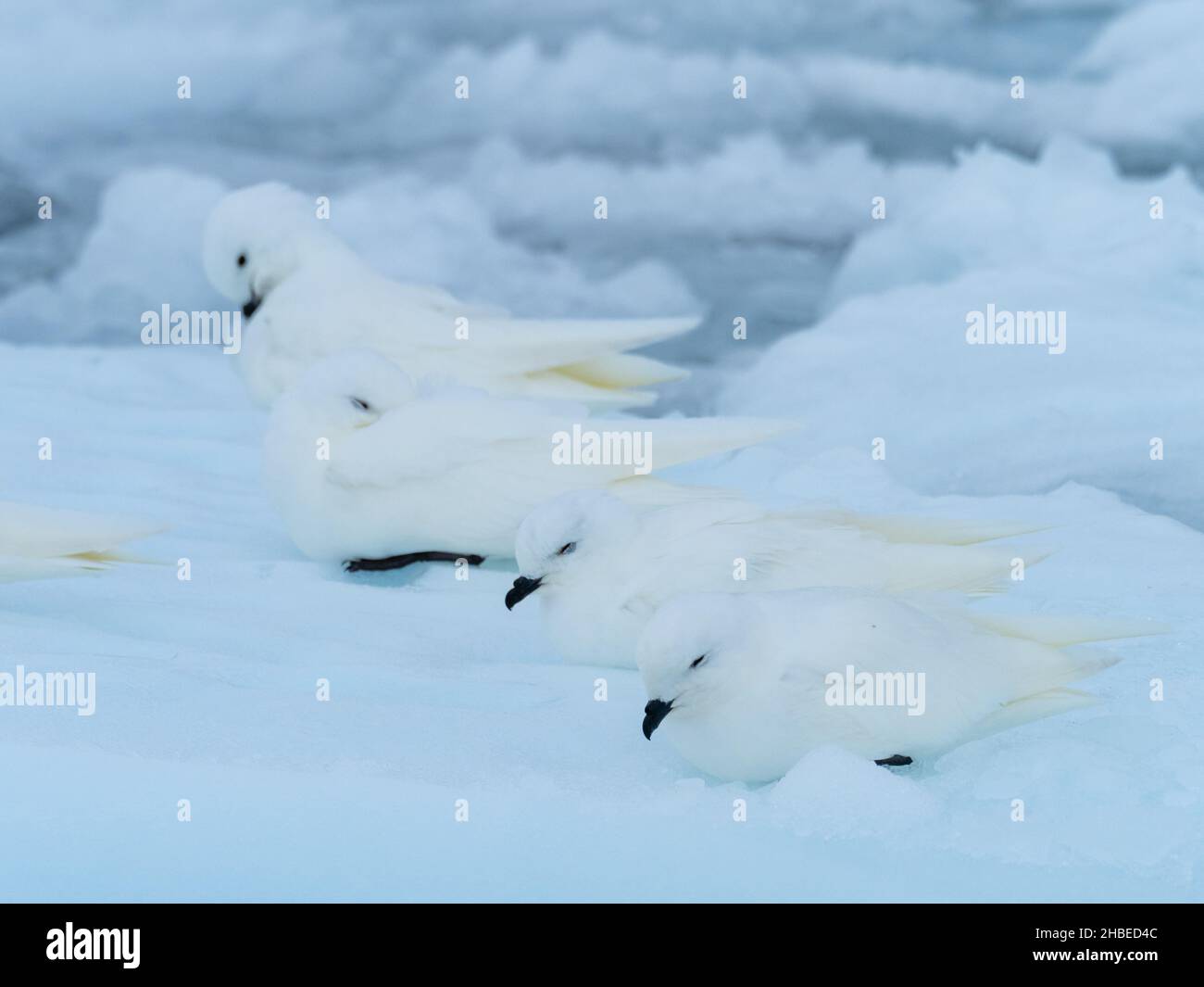Snow petrels, Pagodroma nivea, roosting on ice along the Antarctic ...