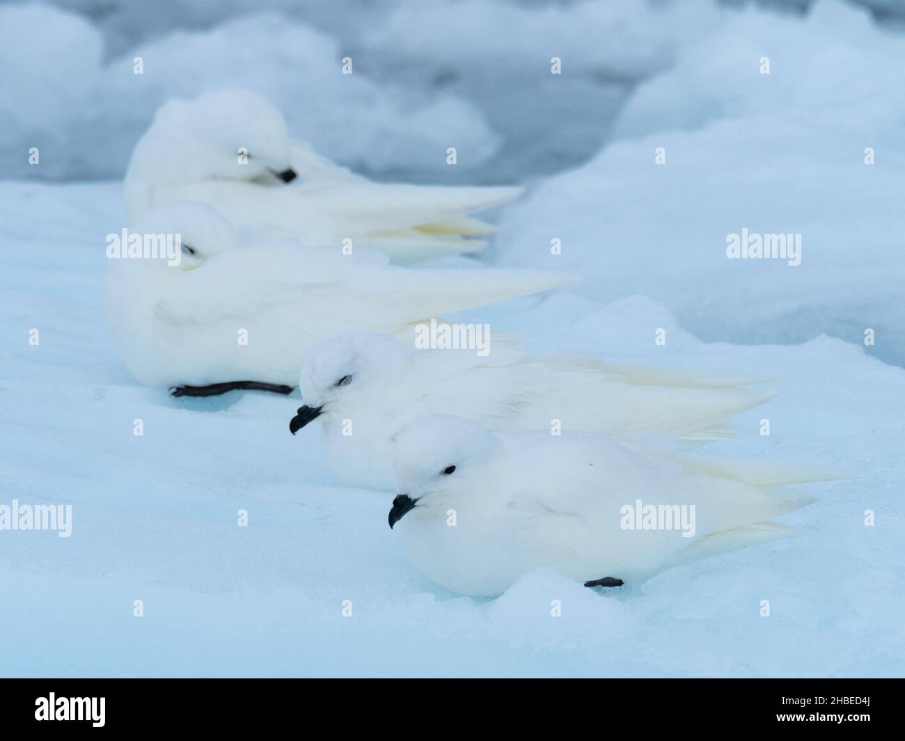 Snow petrels, Pagodroma nivea, roosting on ice along the Antarctic ...