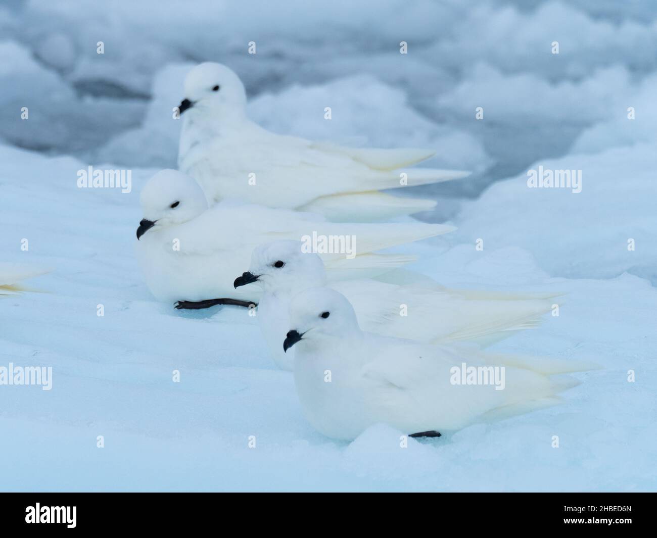 Snow petrels, Pagodroma nivea, roosting on ice along the Antarctic peninsula Stock Photo - Alamy