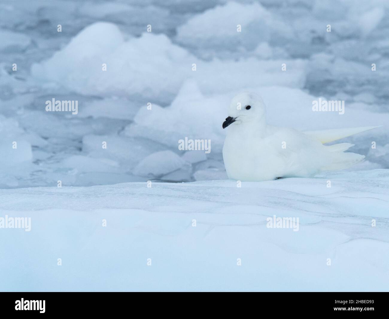 Snow petrels, Pagodroma nivea, roosting on ice along the Antarctic ...