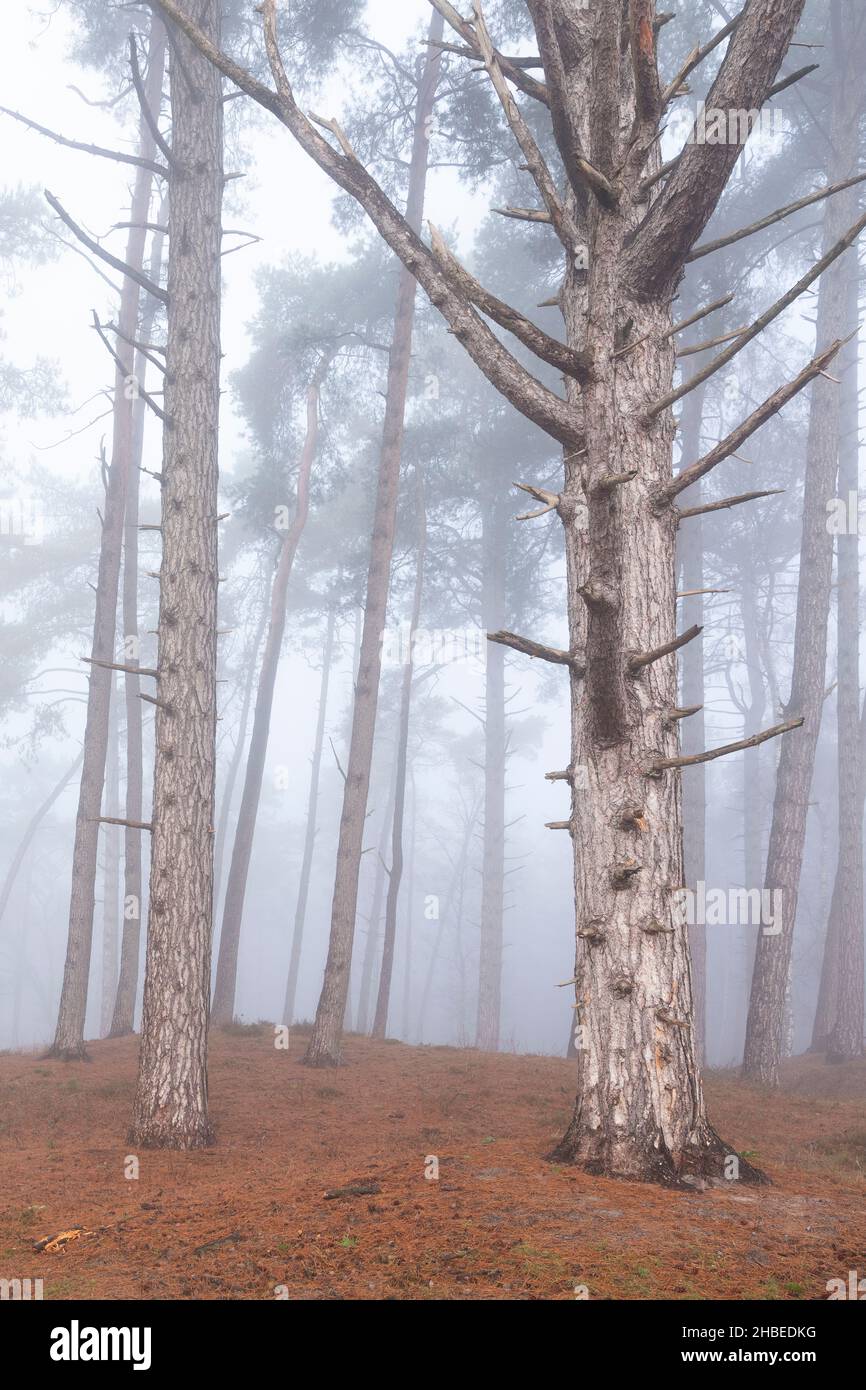 pine trees on misty morning in dutch forest near utrecht in the ...