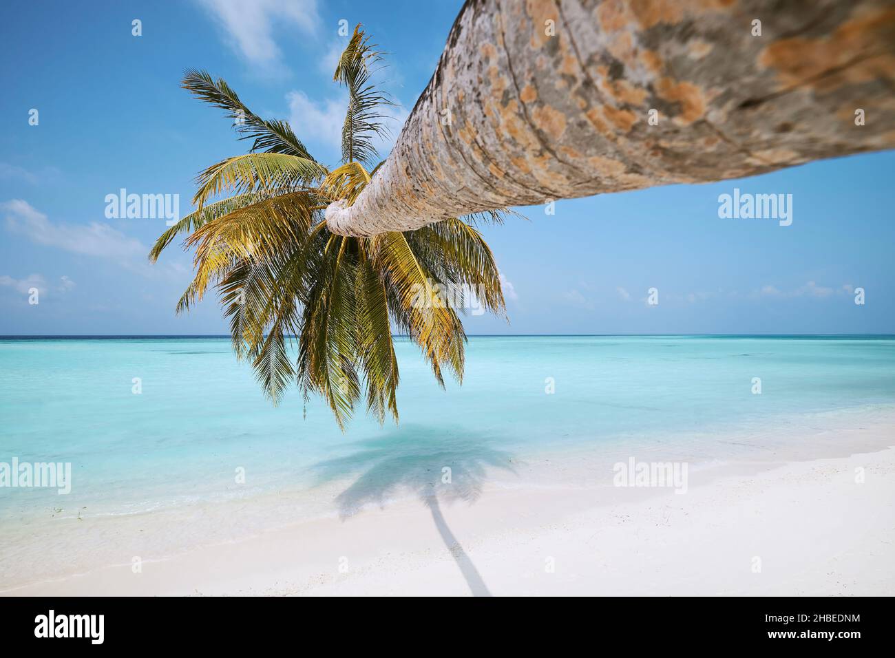 Palm tree on idyllic white sand beach. Turquoise color of sea in ...