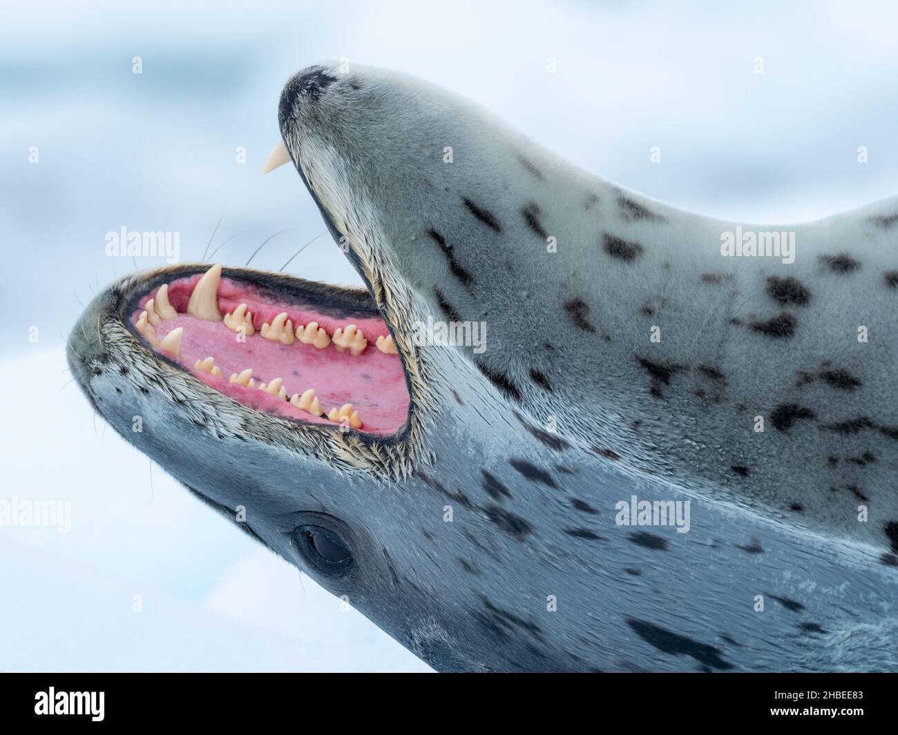 Seal teeth hi-res stock photography and images - Alamy