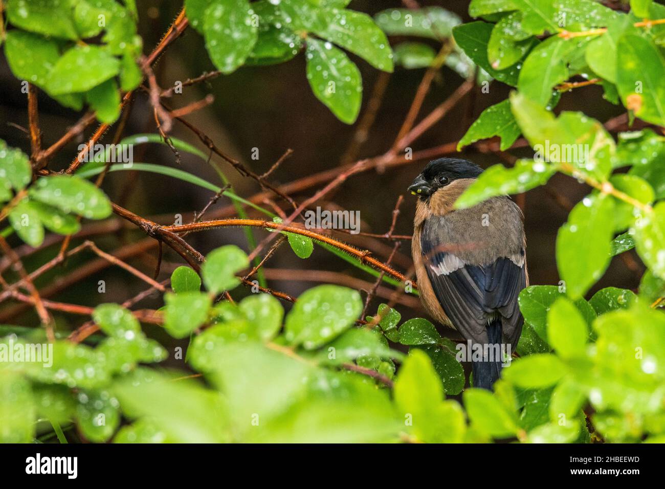 European bullfinch (Pyrrhula pyrrhula), female hiding in a bush Stock ...