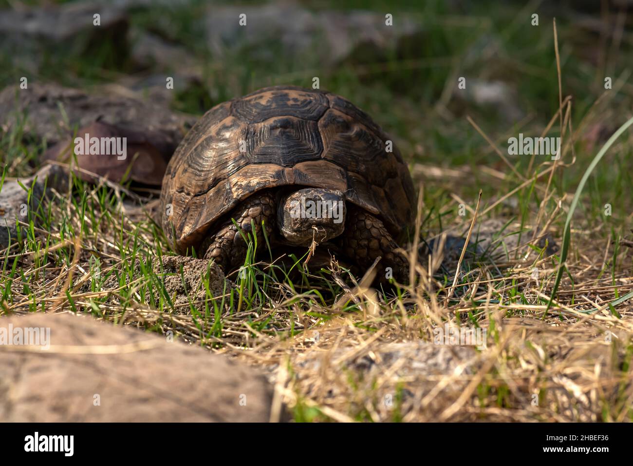 Wild testudo habitat hi-res stock photography and images - Alamy