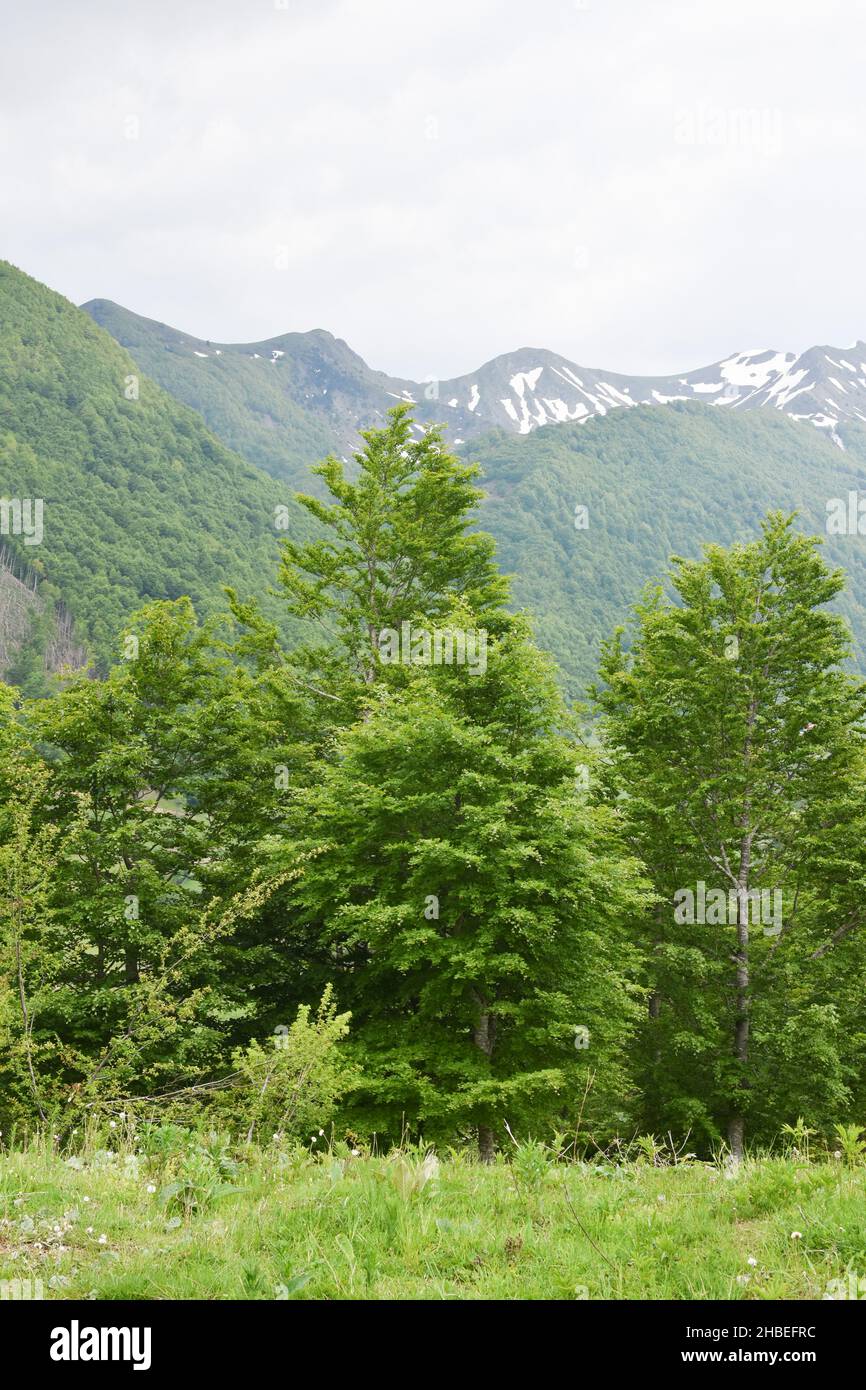 Northern Albanian mountains in Vermosh, Albania. Visit Albania Stock ...