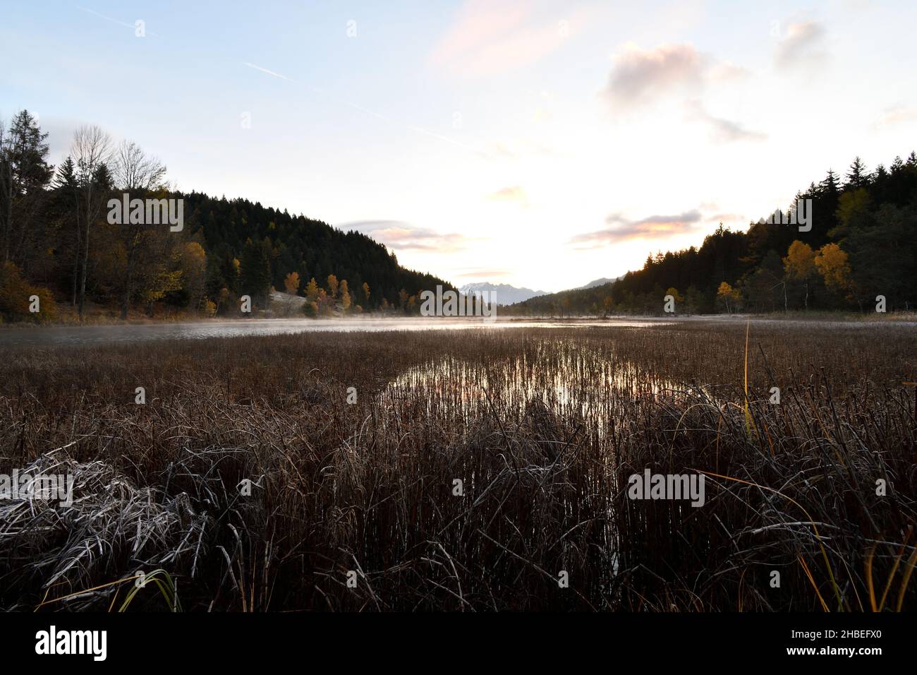 Pine trees in peat bog hi-res stock photography and images - Alamy