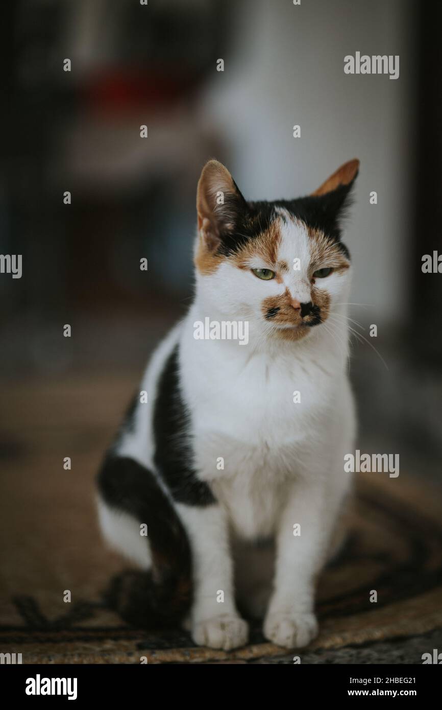 Shallow focus vertical shot hi-res stock photography and images - Alamy