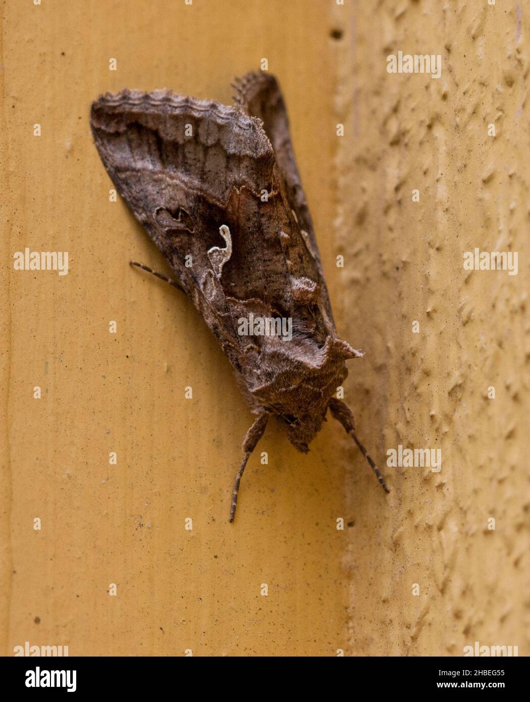 SILVER Y Autographa gamma migratory moth Stock Photo - Alamy