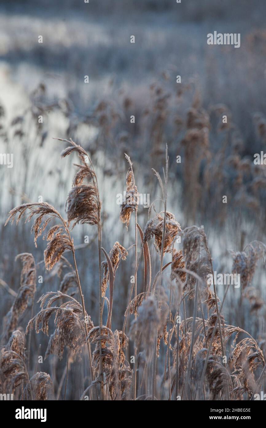 COMMON REED in the beach edge with frost on a very cold day Stock Photo ...