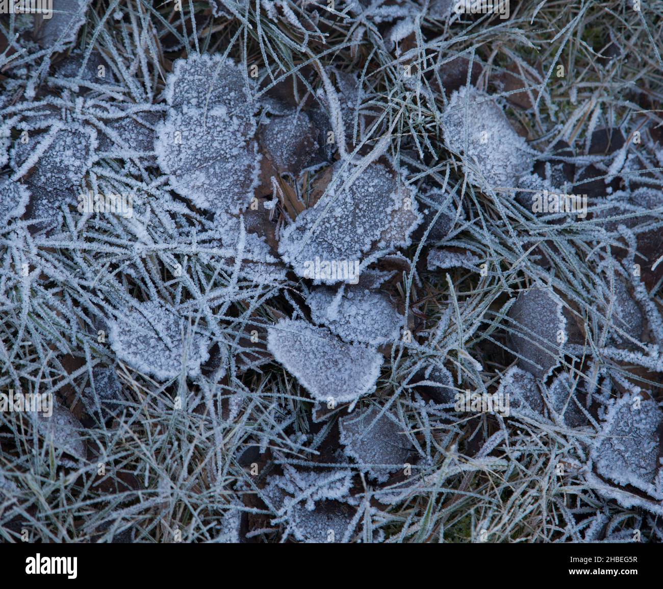 FROST has settled in the leaves in nature on a cold day Stock Photo - Alamy