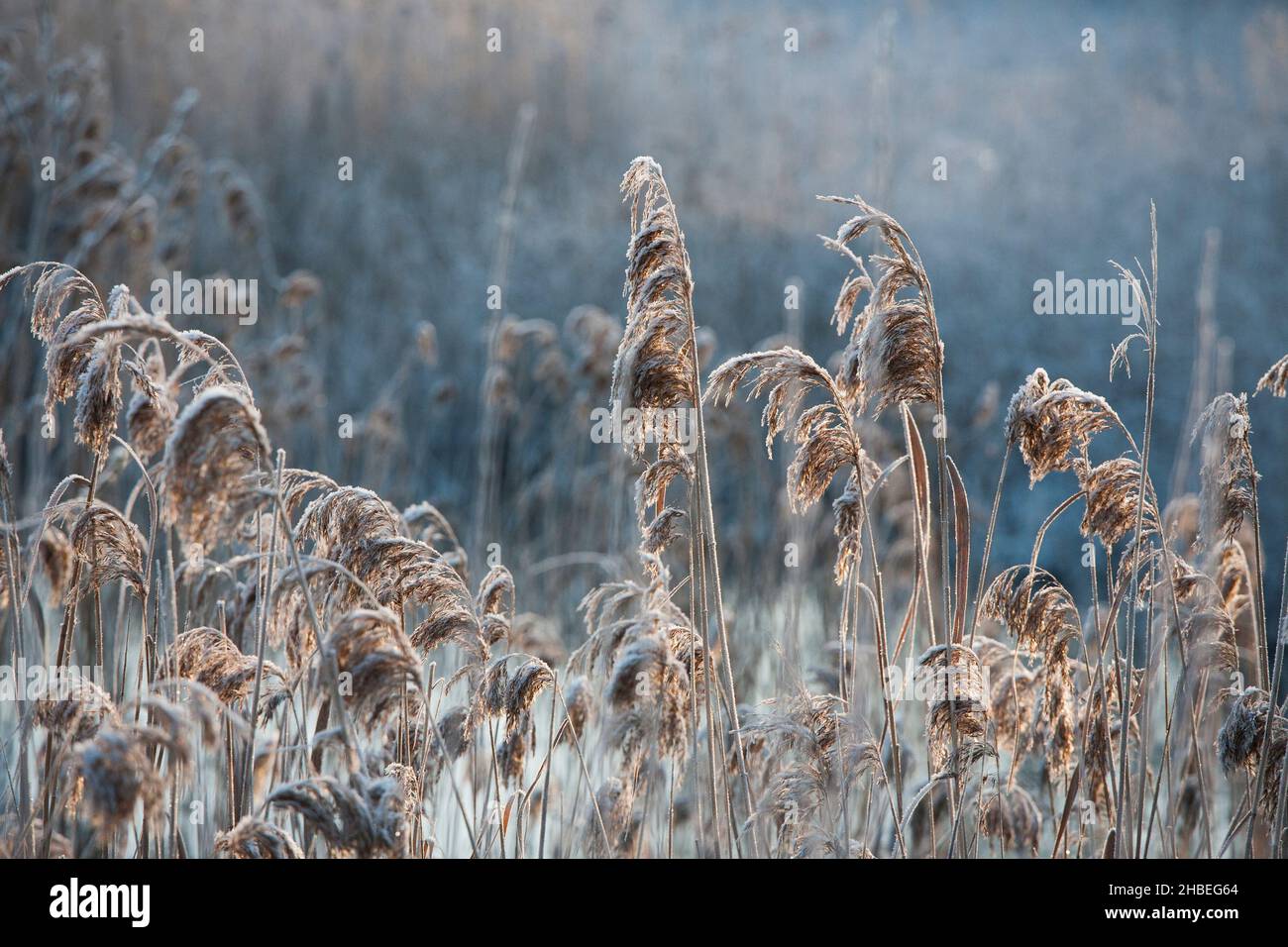 Grass common reed hi-res stock photography and images - Alamy