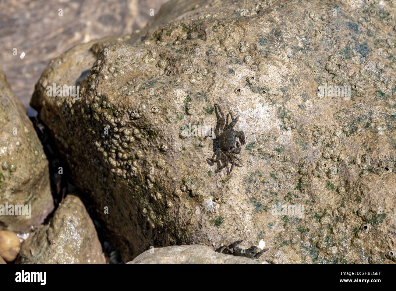 Mediterranean crabs above the rocks Stock Photo - Alamy