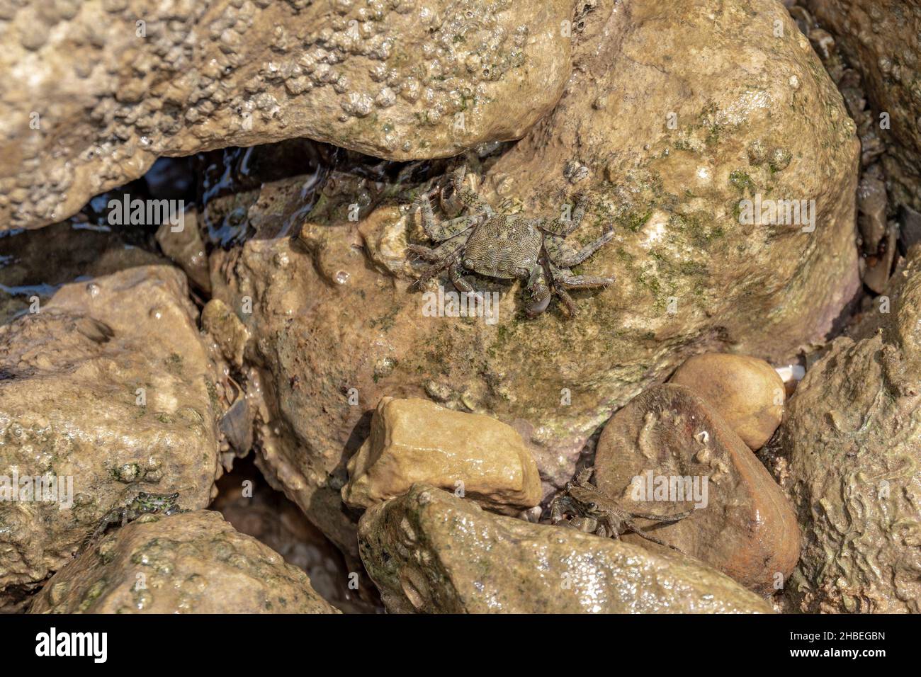 Mediterranean crabs above the rocks Stock Photo - Alamy