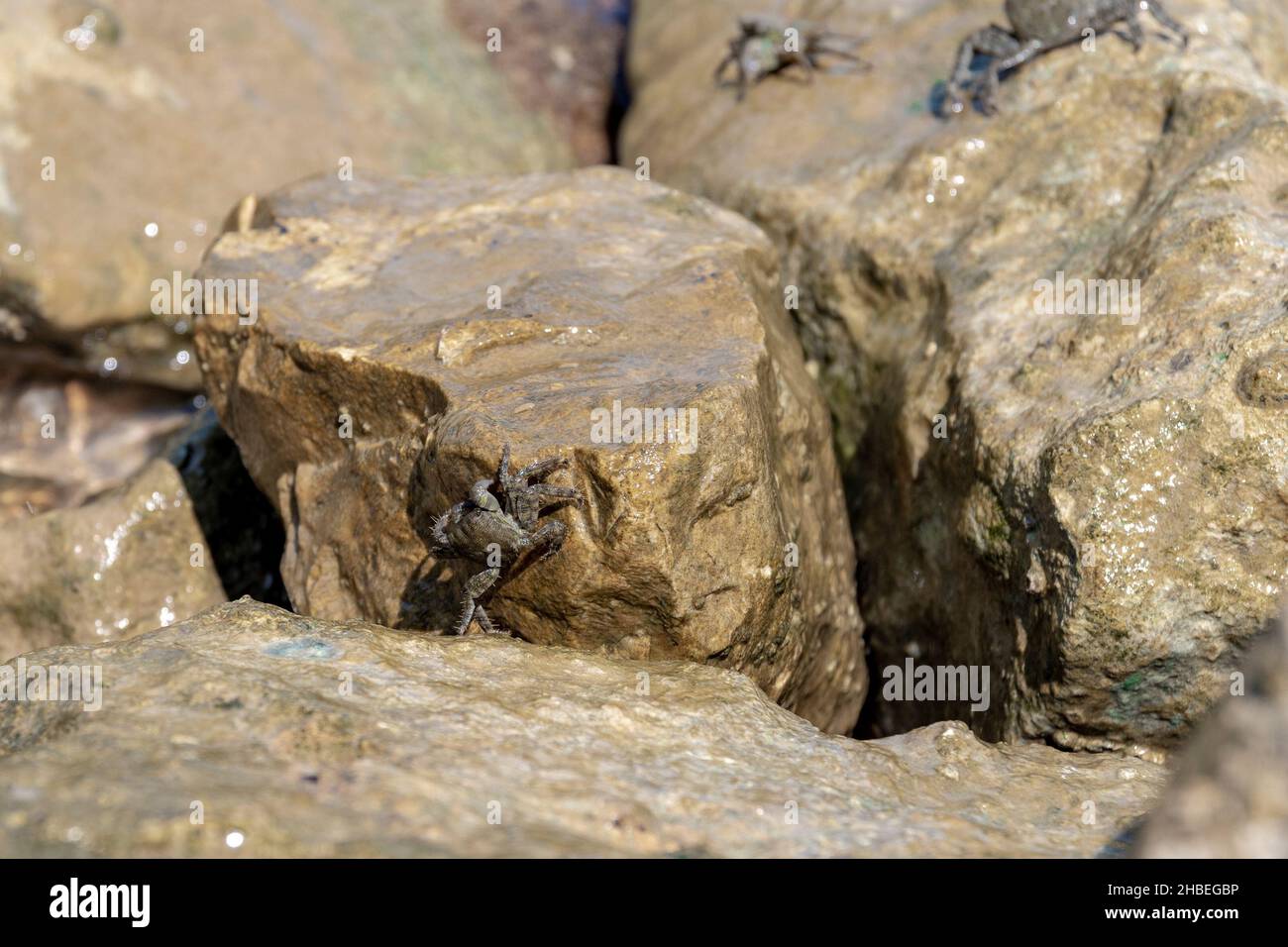 Mediterranean crabs above the rocks Stock Photo - Alamy