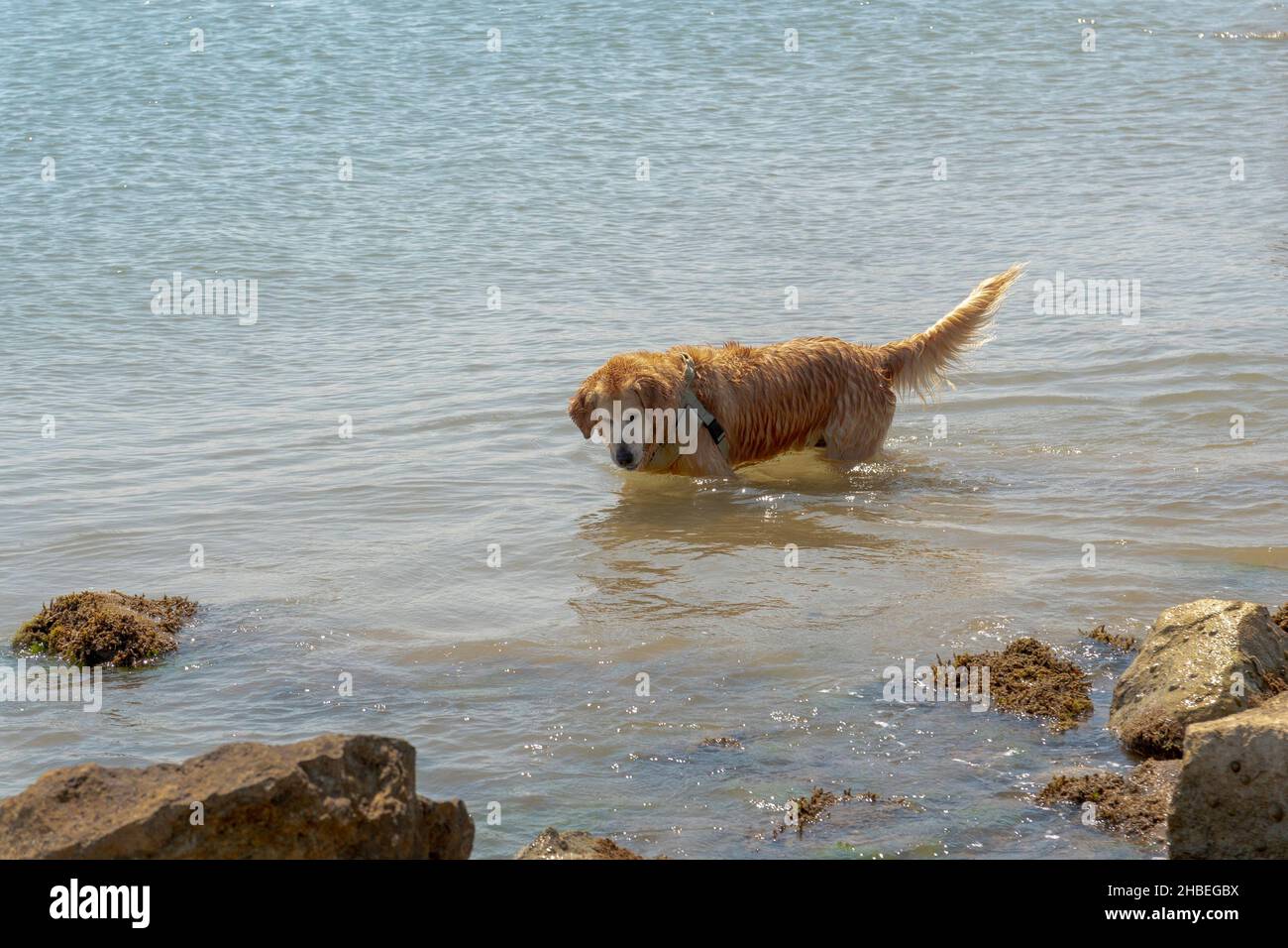 Swimmer and dog hi-res stock photography and images - Alamy
